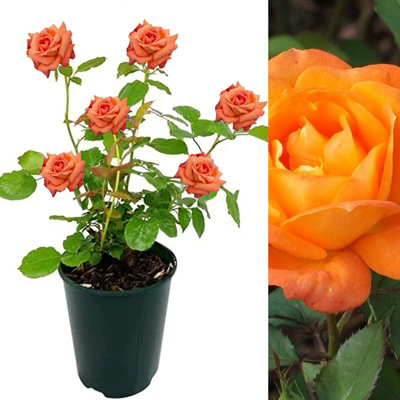 Rose Bush Orange Sunblaze - Floribunda Rose Bush For The Garden In 3 ...