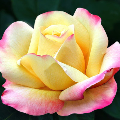 Rose Bush 'Peace' - Two-Toned Hybrid Tea Scented Rose Bush in 3 Litre Pot