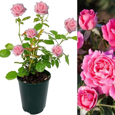 Rose Bush Pink Fire - Floribunda Pink Rose Bush for The Garden in a 3 ...