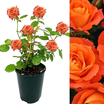 Rose Bush Super Trouper - Floribunda Orange Rose Bush for The Garden in ...