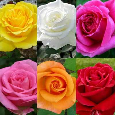 Rose Bush Trio in 3L Pot - 3 Mixed Growing Rose Bushes in One Pot ...