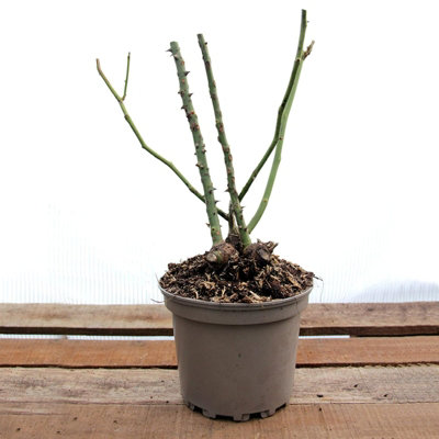 Rose Bush Trio in 3L Pot - 3 Mixed Growing Rose Bushes in One Pot ...