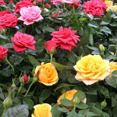 Rose Bush Trio in 3L Pot - 3 Mixed Growing Rose Bushes in One Pot ...