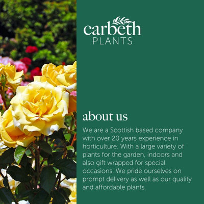 Rose Bush Trio in 3L Pot - 3 Mixed Growing Rose Bushes in One Pot ...