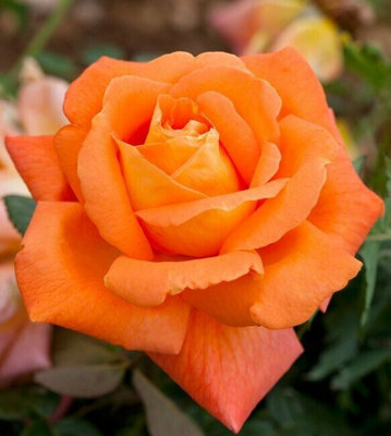 Rose Bush Whisky Mac - Floribunda Rose Bush For The Garden In 3 Litre Pot