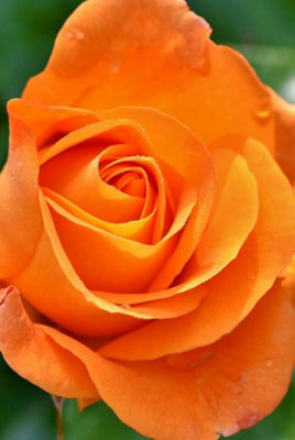 Rose Bush Whisky Mac - Floribunda Rose Bush For The Garden In 3 Litre Pot