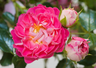 Rose Charmant 5 Litre Potted Plant | DIY at B&Q