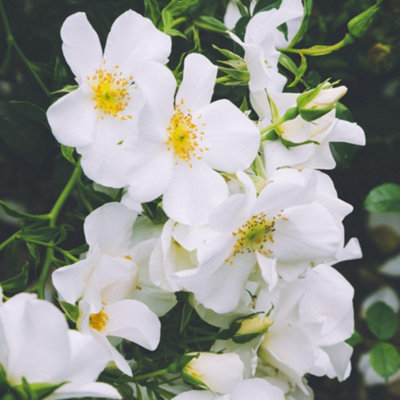 Rose Climbing Wedding Day 2 Bare Roots - Fragrant Primrose to White ...