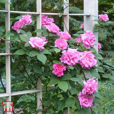 Rose (Climbing) Zephirine Drouhin 3 Litre Potted Plant x 1