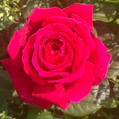 Rose Deep Secret - 5L Pot Established | DIY at B&Q