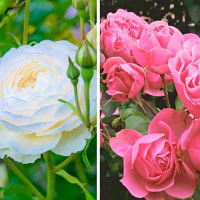 ROSE DUO COLLECTION 2 BARE ROOT PLANTS