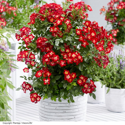 Rose Everglow Ruby 9cm Pot x 3 | DIY at B&Q