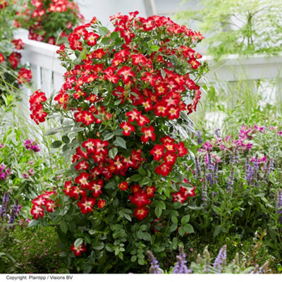 Rose Everglow Ruby 9cm Pot x 3 | DIY at B&Q