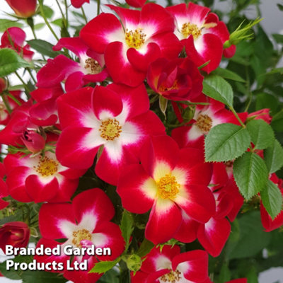 Rose Everglow Ruby 9cm Pot x 3 | DIY at B&Q