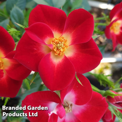 Rose Everglow Ruby 9cm Pot x 3