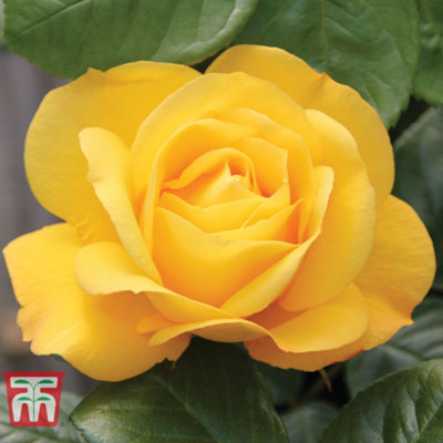 Rose Floribunda 'Arthur Bell' - 1 Bare Root Plant