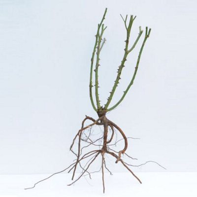 Rose Floribunda 'Arthur Bell' - 1 Bare Root Plant