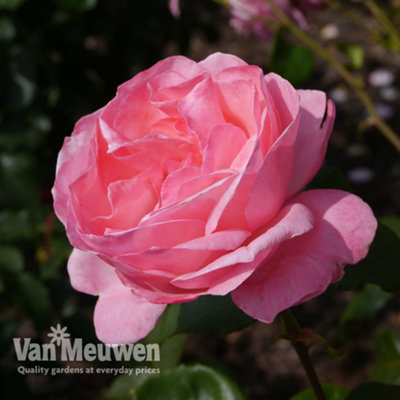Rose Floribunda Queen Elizabeth - 1 Bare Root Plant