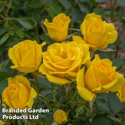 Rose Grandmas Rose - 3 Litre Potted Plant x 1