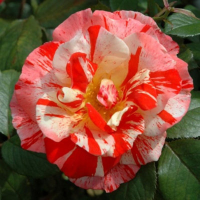Rose Hanky Panky 5 Litre Potted Plant | DIY at B&Q