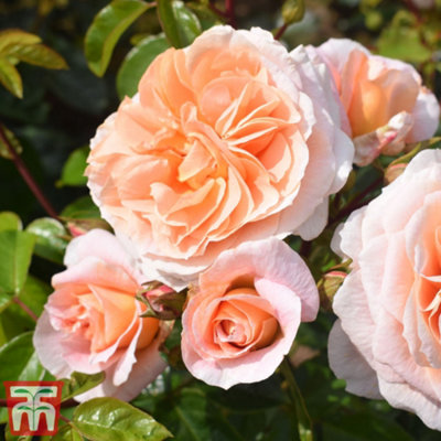 Rose 'It's A Wonderful Life' - 1 Bare Root Plant
