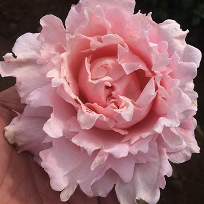Rose 'King Charles Coronation' in a 4L Pot Supplied as 1 x Established ...