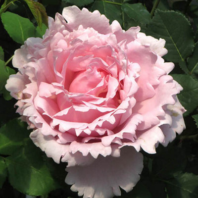 Rose 'King Charles Coronation' in a 4L Pot Supplied as 1 x Established ...