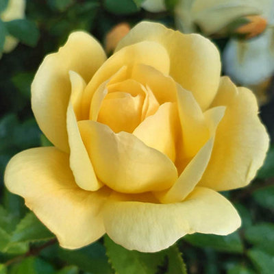 Rose Margarette Golding Bare Root Plant