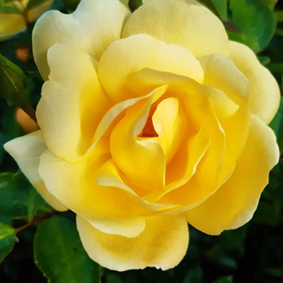 Rose Margarette Golding Bare Root Plant