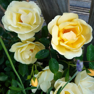 Rose Margarette Golding Bare Root Plant