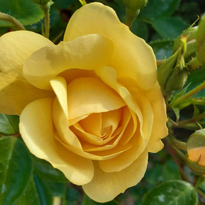 Rose Margarette Golding Bare Root Plant