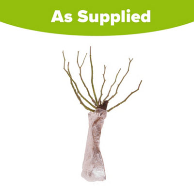 Rose Margarette Golding Bare Root Plant