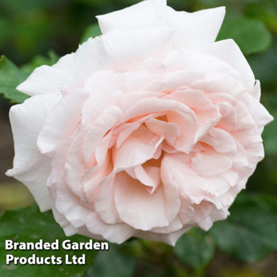 Rose Mme Alfred Carriere 4 Litre Potted Plant 80-100cm x 1