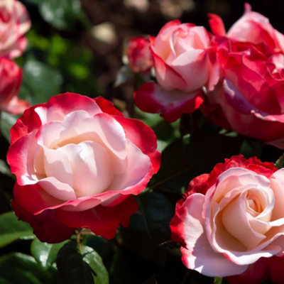 Rose Nostalgie 2 Bare Roots - Hybrid Tea Creamy White/Cherry Red Edged ...