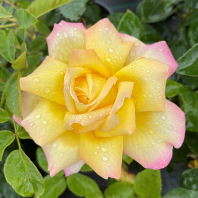 Rose 'Peace' bare root (orange)