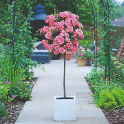 Rose Pink Patio Standard 2 Bare Root Plants