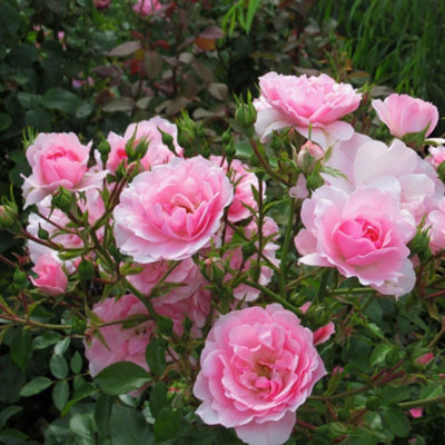 Rose Pink Patio Standard 2 Bare Root Plants
