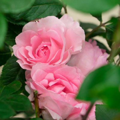 Rose Pink Patio Standard 2 Bare Root Plants