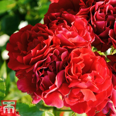 Rose (Polyantha) Fairy Red 1.5 Litre Potted Plant x 1 | DIY at B&Q