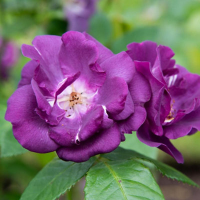 Rose Rhapsody in Blue Floribunda Dark Purple Fragrant Blooms Repeat ...