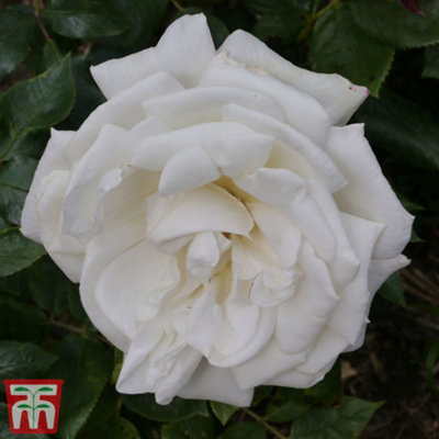 Rose (Rosa) (Bush) Silver Anniversary 1 Bare Root | DIY at B&Q