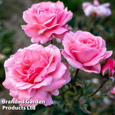 Rose (Rosa) (Floribunda) Queen Elizabeth 2 Bare Roots | DIY at B&Q