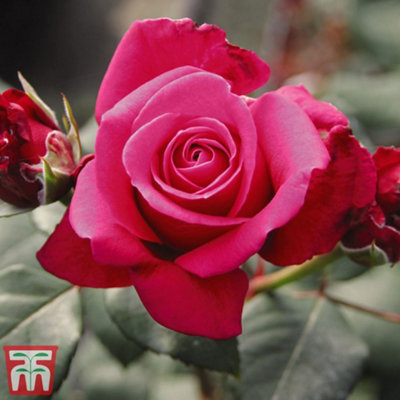 Rose (Rosa) (Hybrid Tea) Home Florist Timeless Charisma 2 Bare Roots