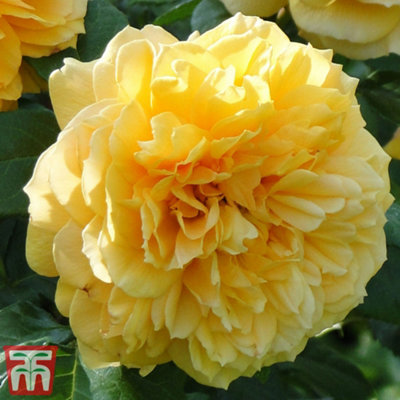 Rose (Rosa) (Shrub) Leah Tutu 1 Bare Root | DIY at B&Q