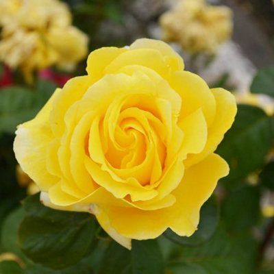 Rose (Rosa) Standard Yellow (40cm) 1 Bare Root