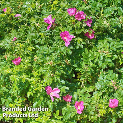Rose Rugosa Rubra 2 Litre Potted Plant x 1