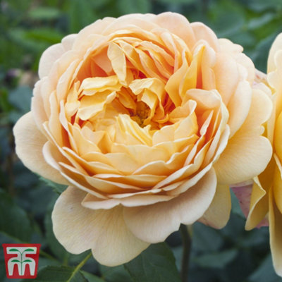 Rose Scented Double Gold - 1 Bare Root Plant