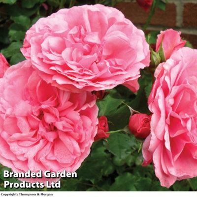 Rose Scented Double Pink - 1 Bare Root Plant