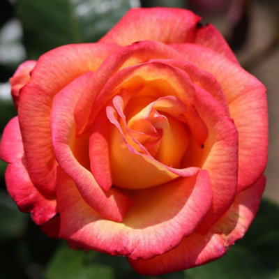 ROSE SHEILAS PERFUME 1 BARE ROOT PLANT