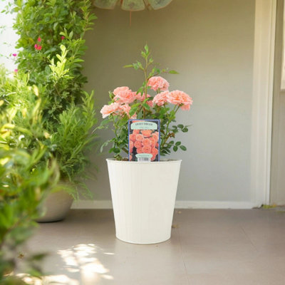 Rose Sweet Dream 4L Pot Peachy Apricot Patio Rose in Metal Vertical ...